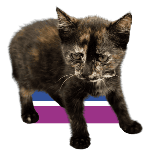 Available Pets - The Animal League