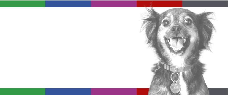 The Animal League - 'No-kill' Rescue & Adoption Center in FL